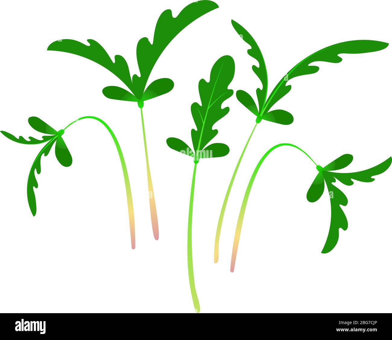 Microgreens Shungiku. Glebionis coronaria, garland chrysanthemum, chop ...