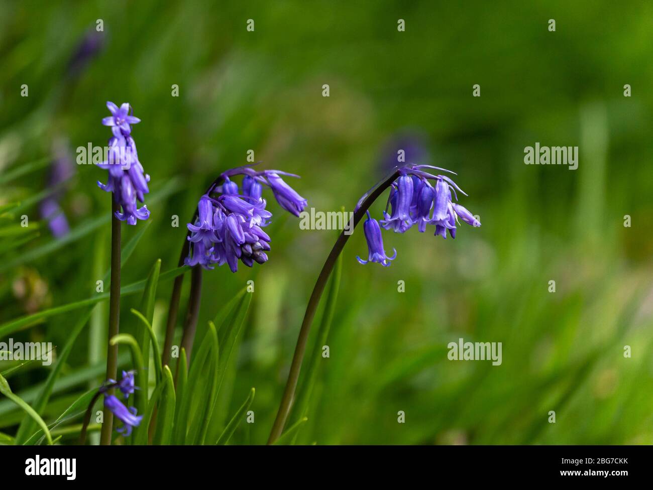 English bluebells close up Stock Photo - Alamy