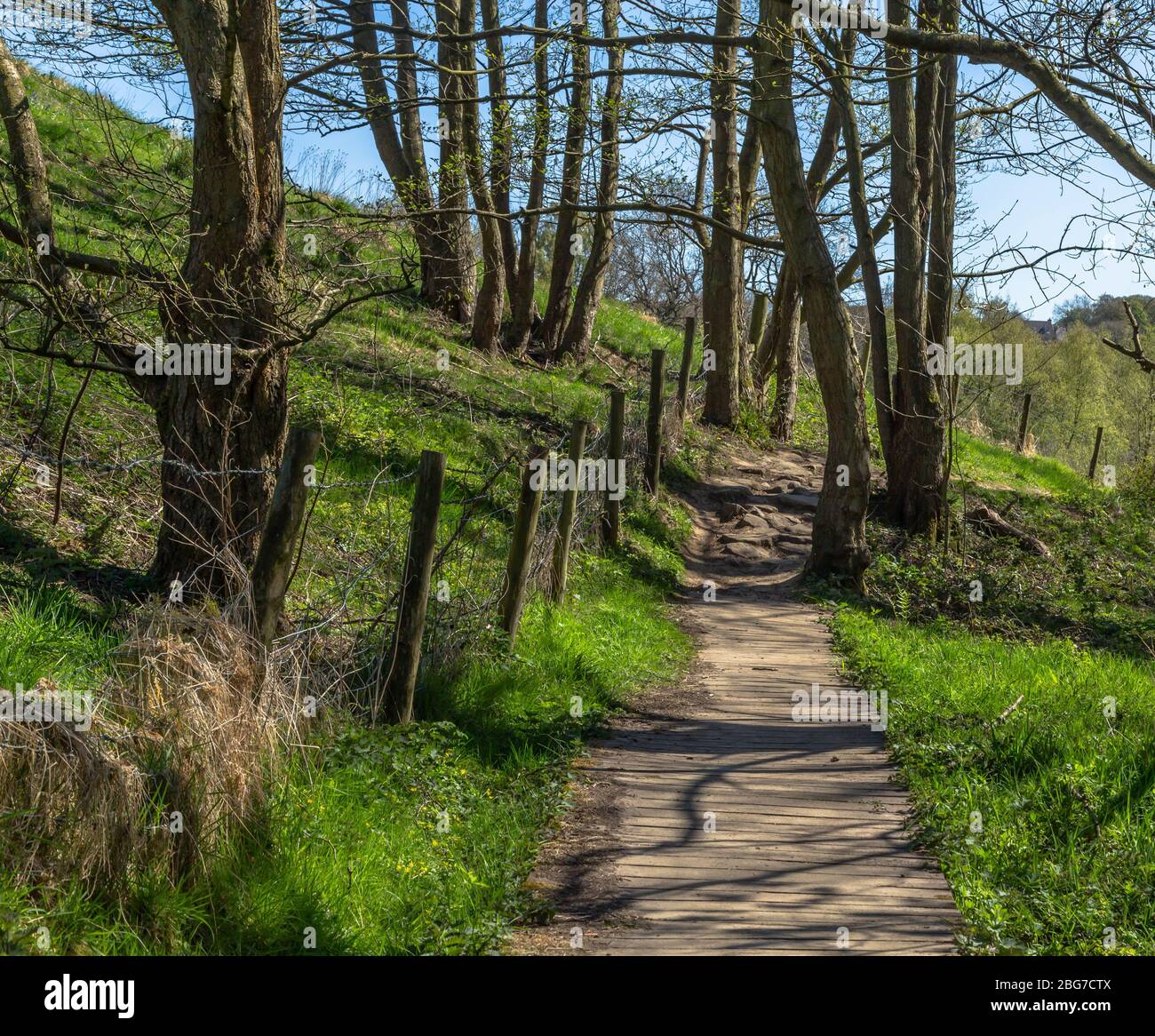 A wooden slatted walkway through trees in Yorkshire, England Stock ...