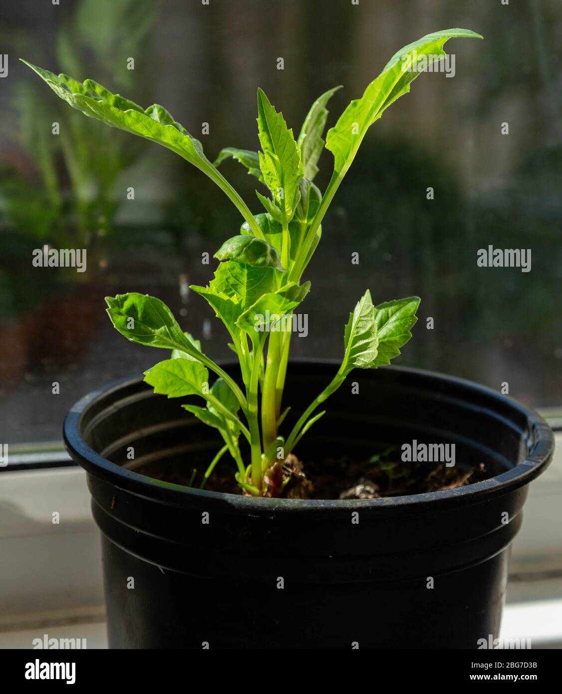 Sprouting dahlia tubers in a plant pot Stock Photo - Alamy