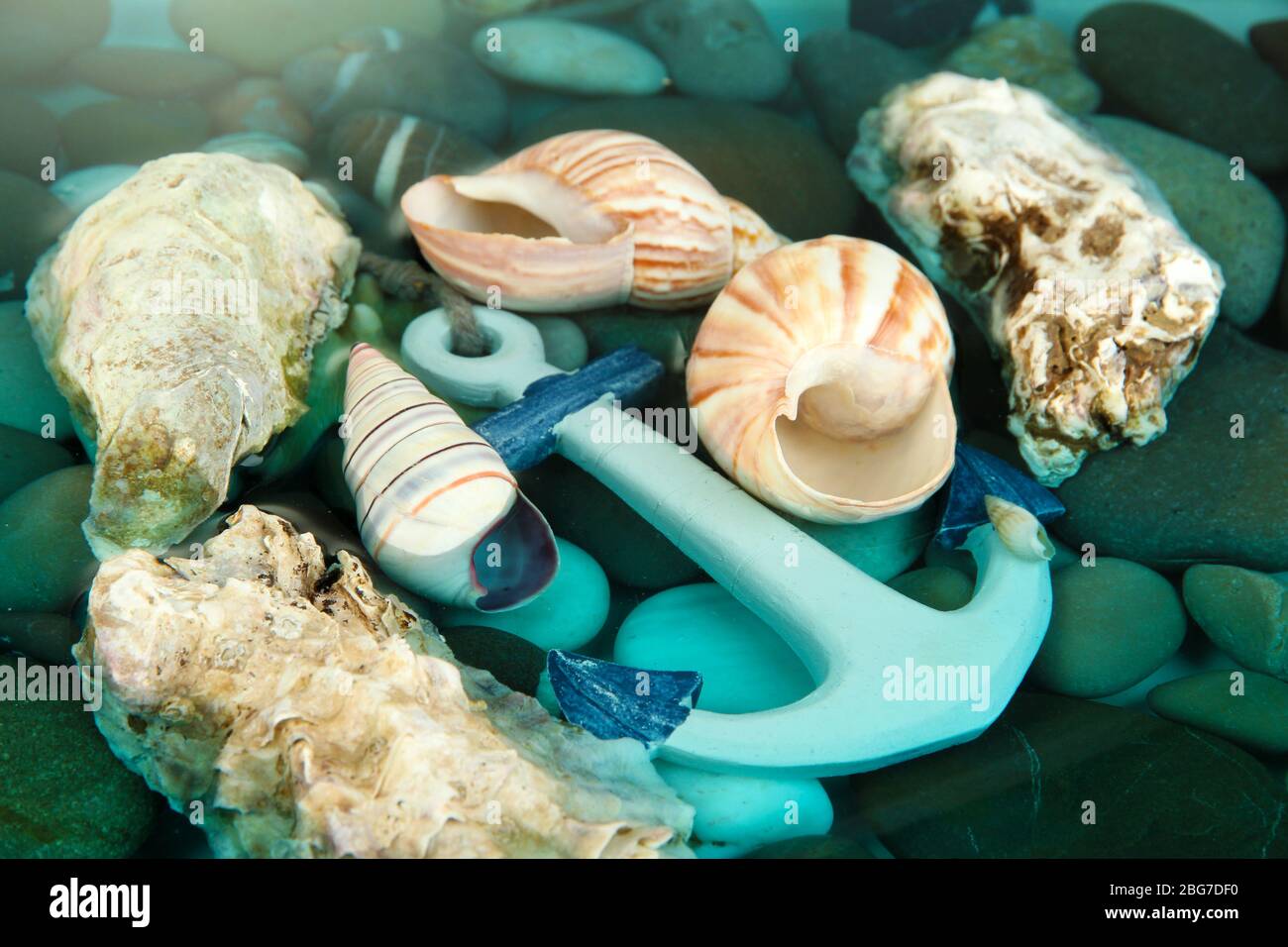 Sea bottom with shells and stones Stock Photo - Alamy