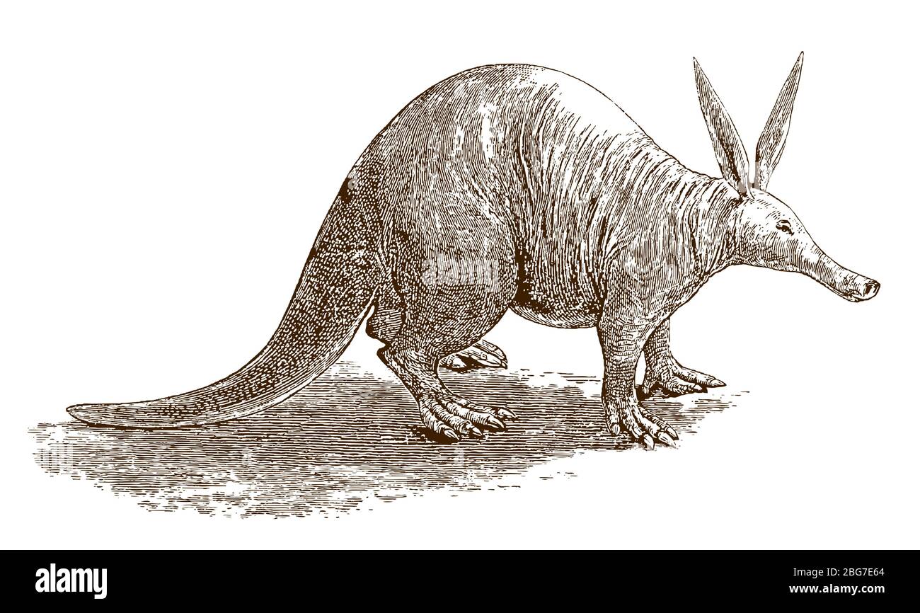 Aardvark Side View F 111 Aardvark Aircraft Stock Image C037/8663