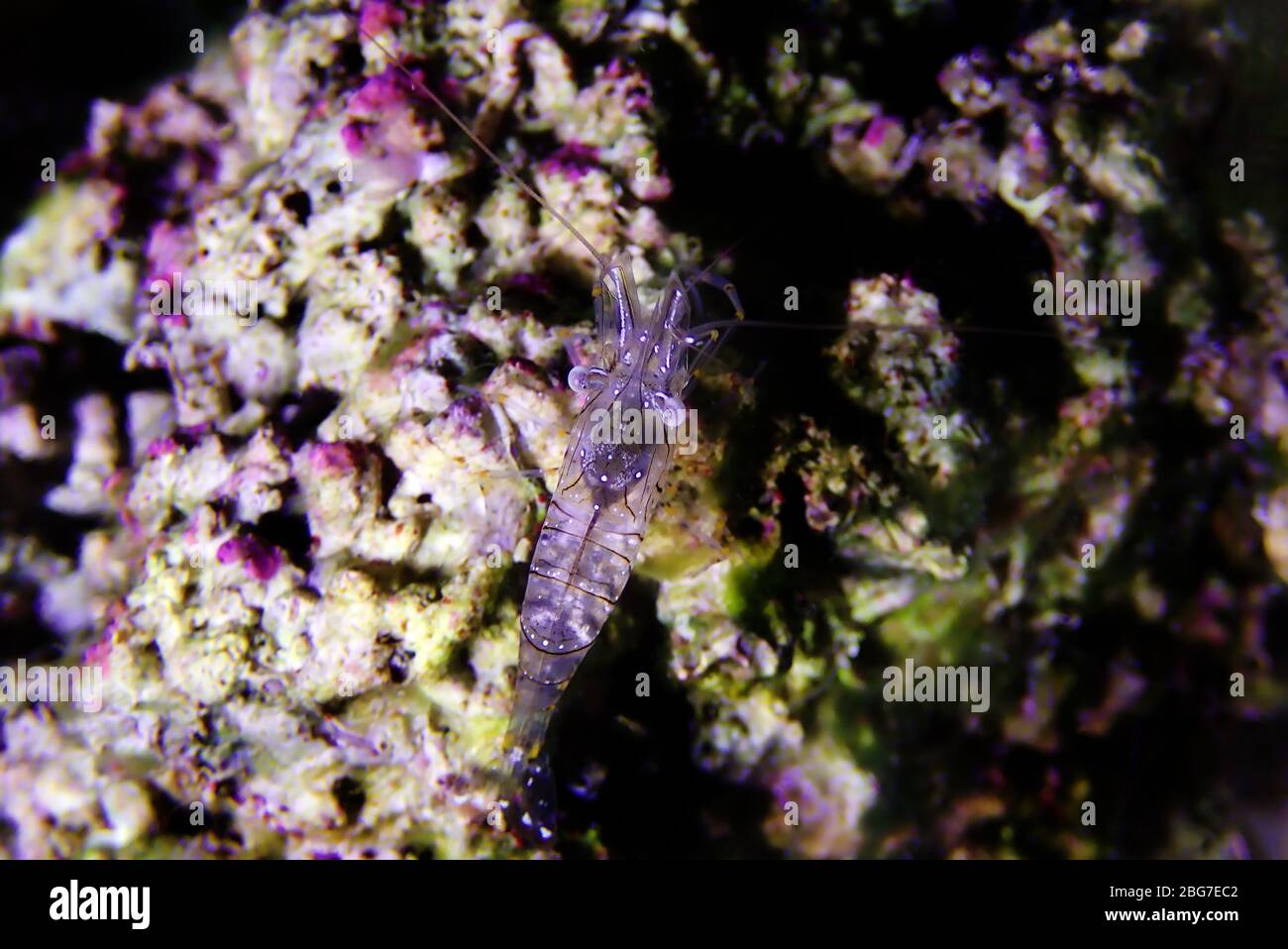 European rock pool shrimp - Palaemon elegans Stock Photo - Alamy