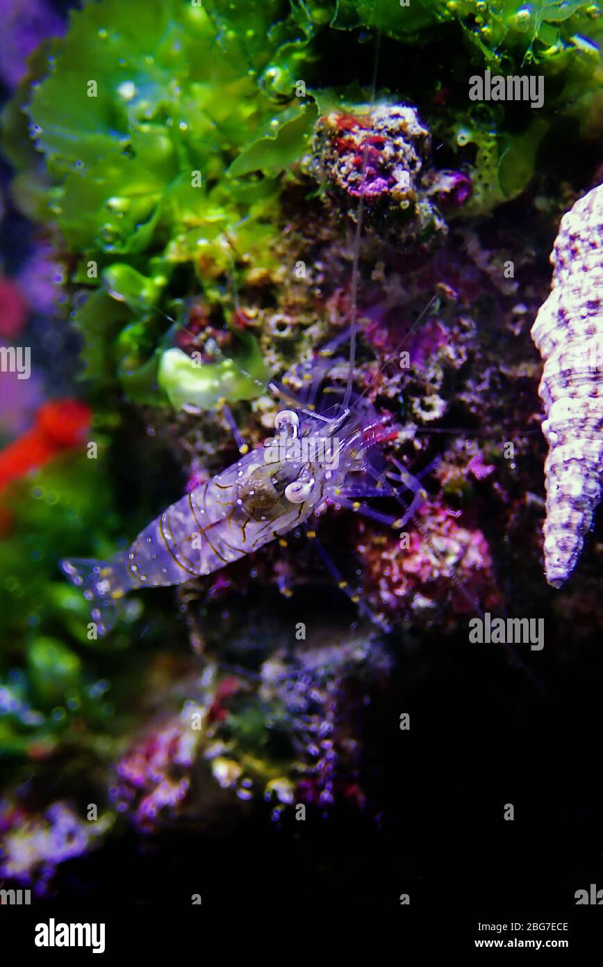Invertebrate rock pool hi-res stock photography and images - Alamy