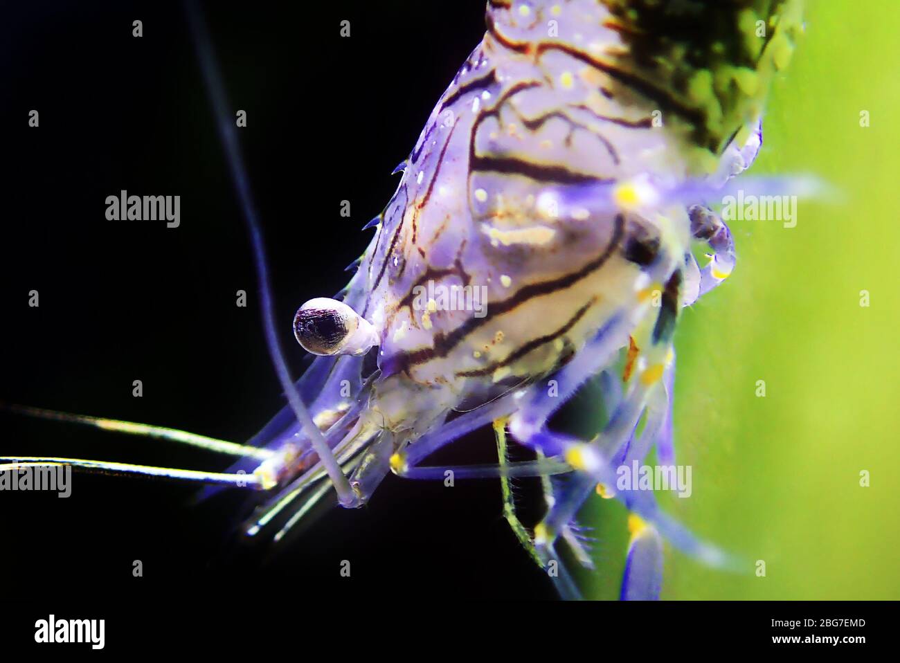 European rock pool shrimp - Palaemon elegans Stock Photo - Alamy