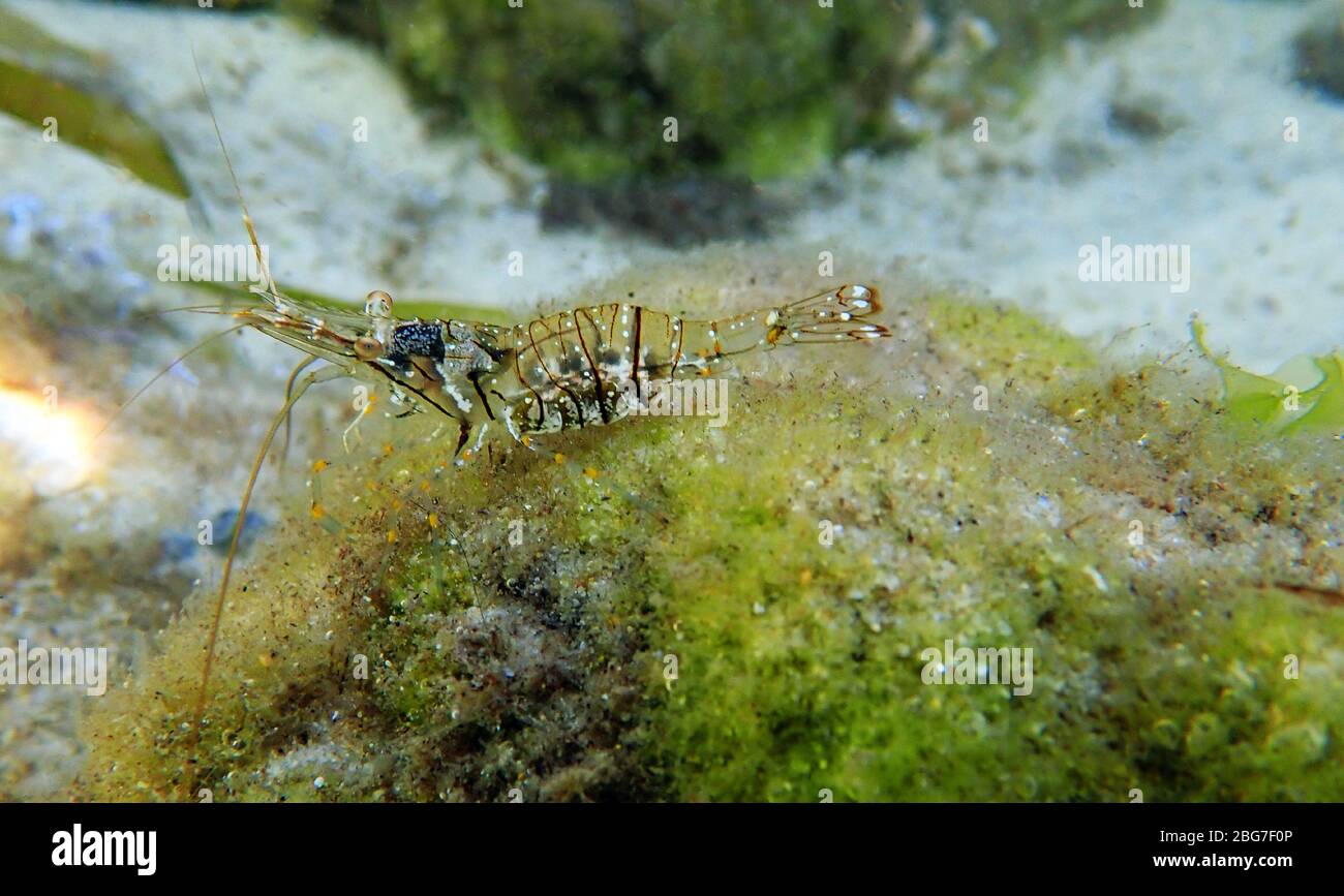 European rock pool shrimp - Palaemon elegans Stock Photo - Alamy