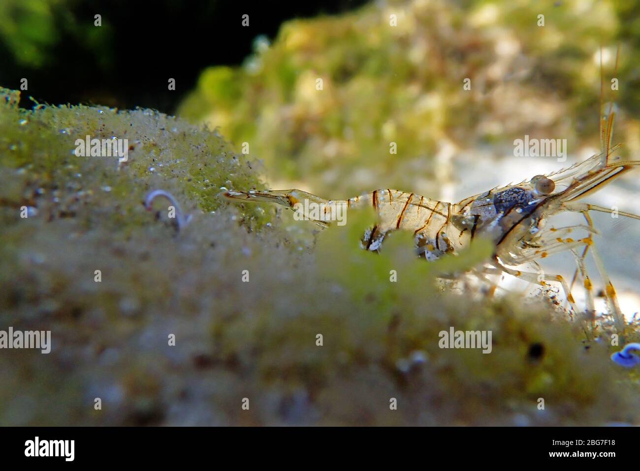 European rock pool shrimp - Palaemon elegans Stock Photo - Alamy