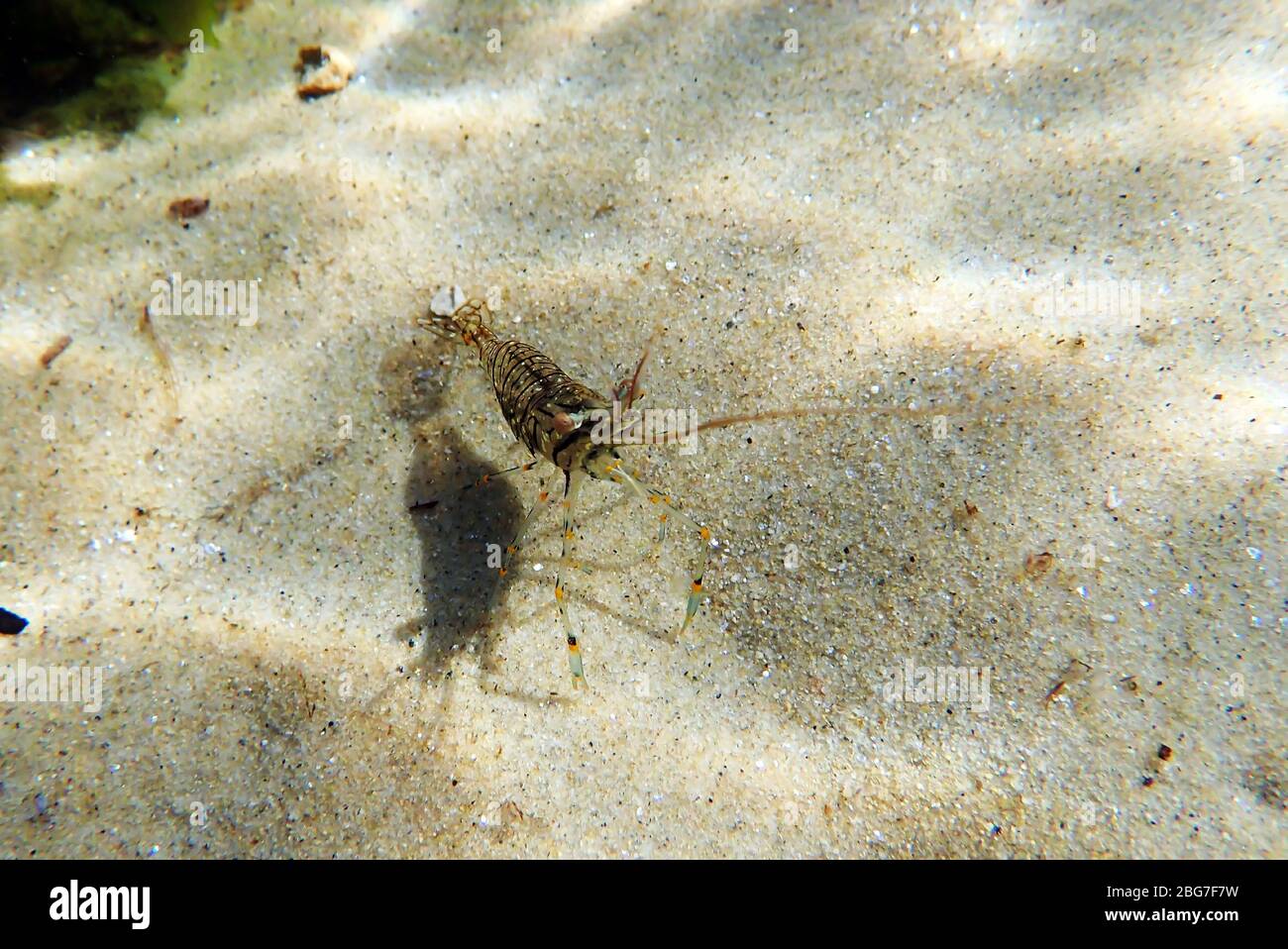 European rock pool shrimp - Palaemon elegans Stock Photo - Alamy