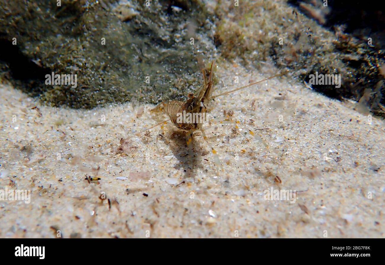 European rock pool shrimp - Palaemon elegans Stock Photo - Alamy
