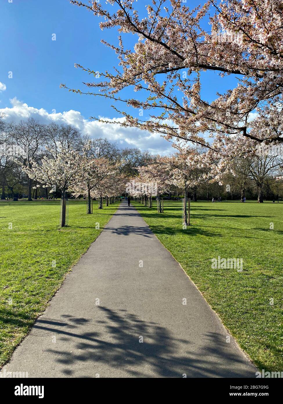 Cherry or sakura Blossom Pathway in a Beautiful Landscape Park or ...