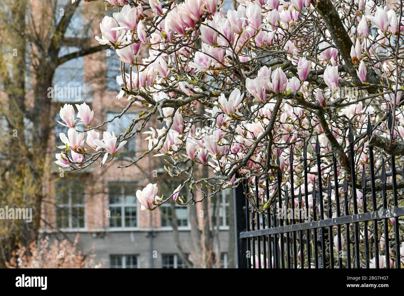 Flowering Magnolia at city park Stromparken during spring in Norrkoping ...