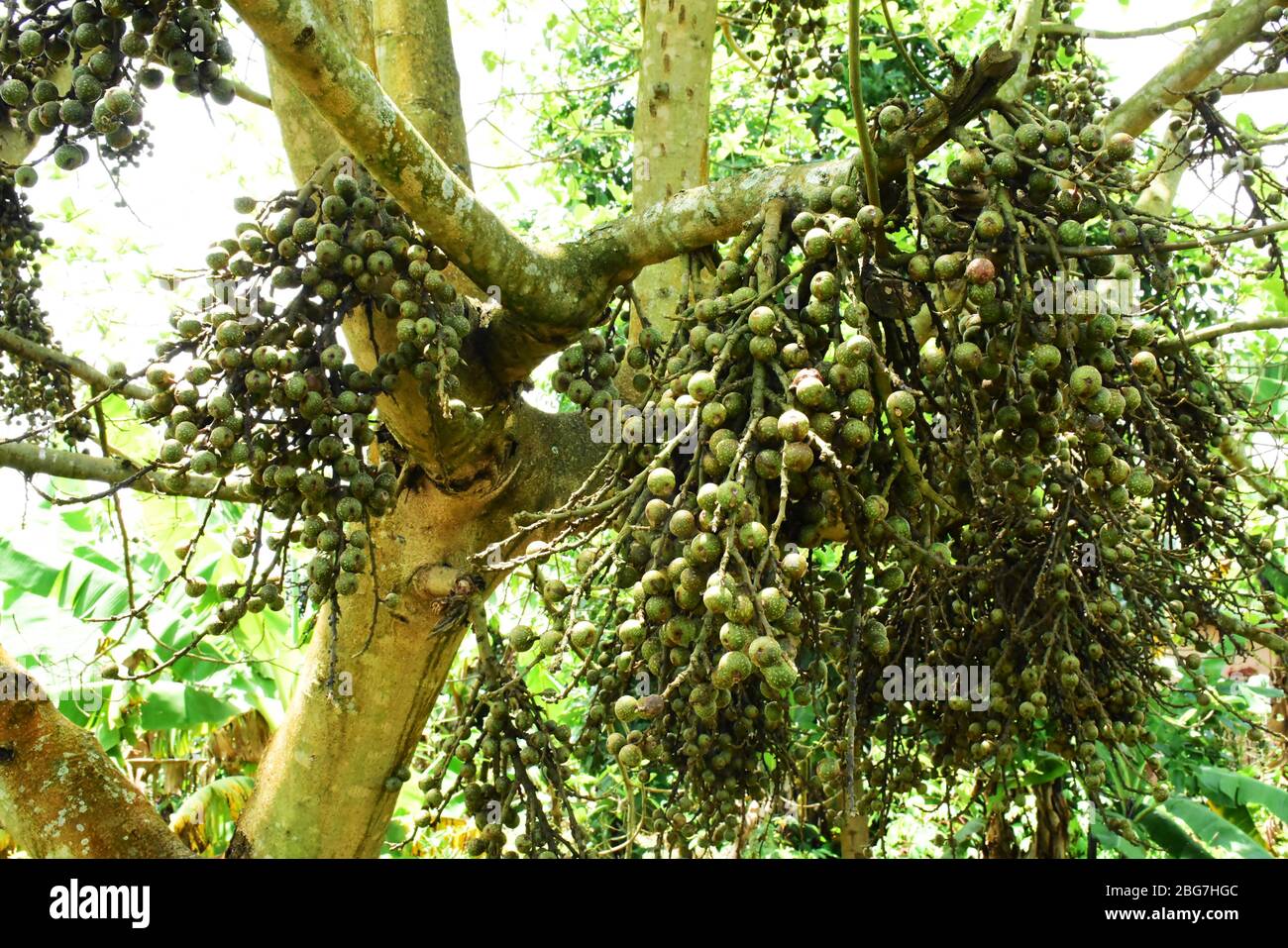 Cluster of branches hi-res stock photography and images - Alamy