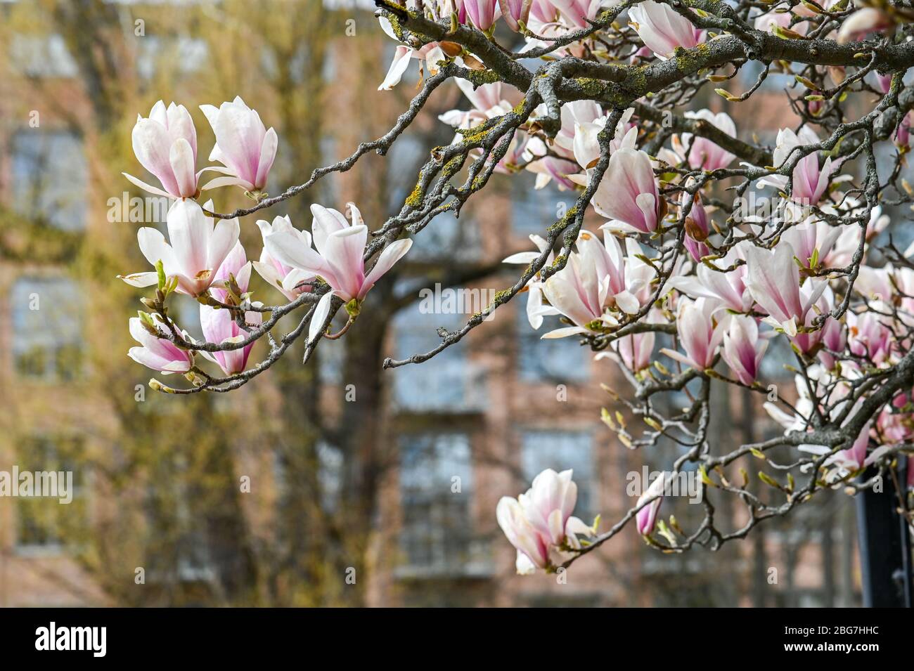 Flowering Magnolia at city park Stromparken during spring in Norrkoping ...