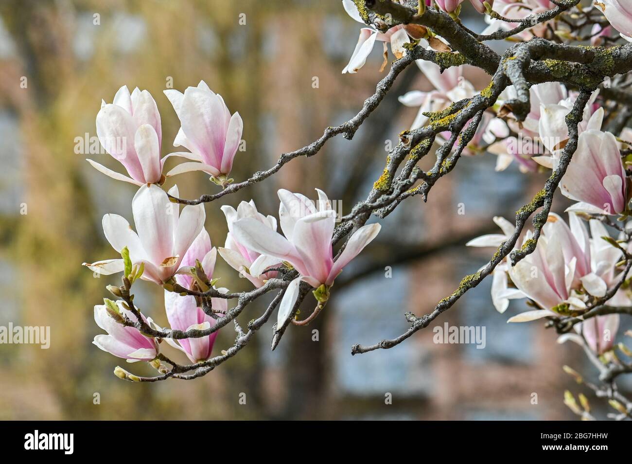 Flowering Magnolia at city park Stromparken during spring in Norrkoping ...