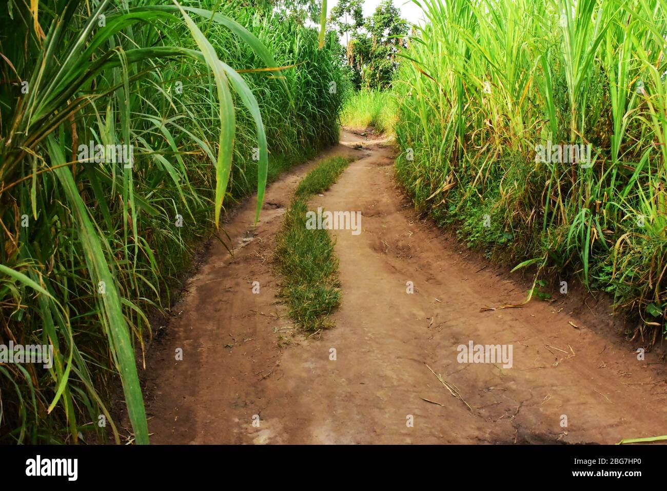 Napier grass hi-res stock photography and images - Alamy