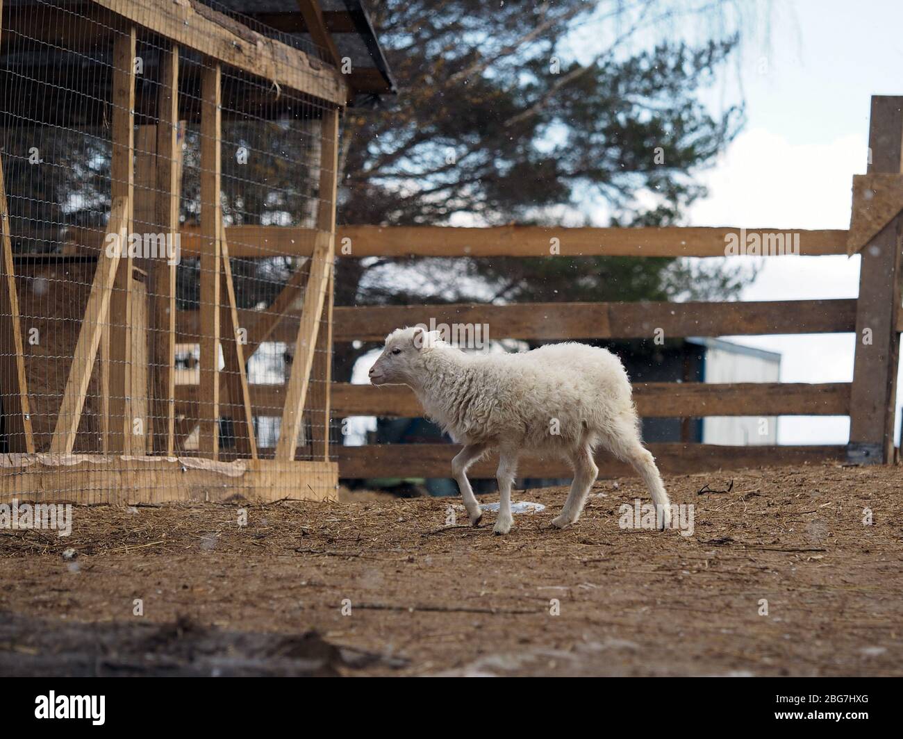 A small lamb walks on a farm paddock Stock Photo - Alamy