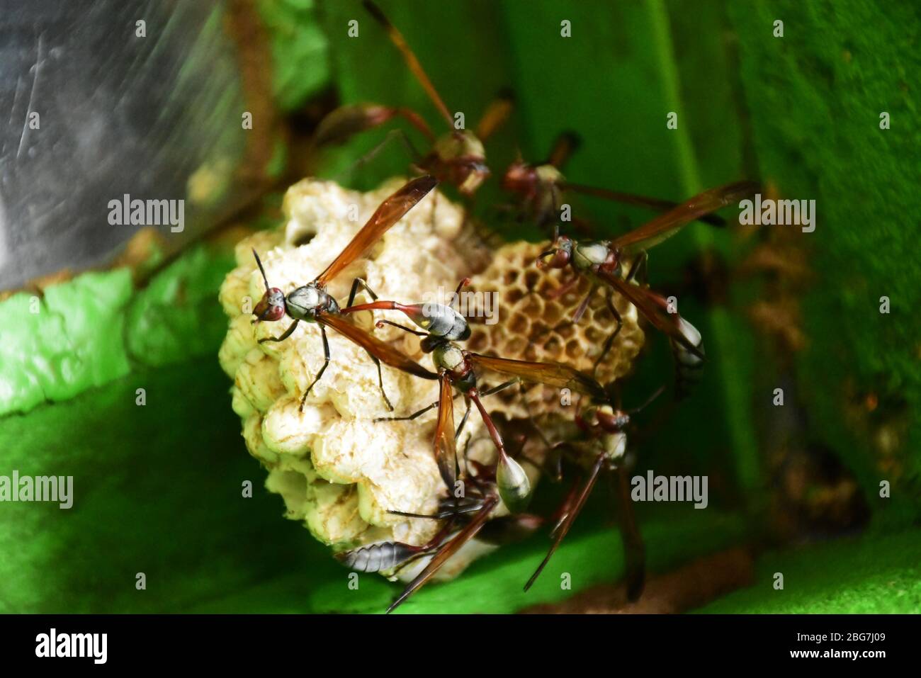 Wasps on a nest on a green window Stock Photo - Alamy