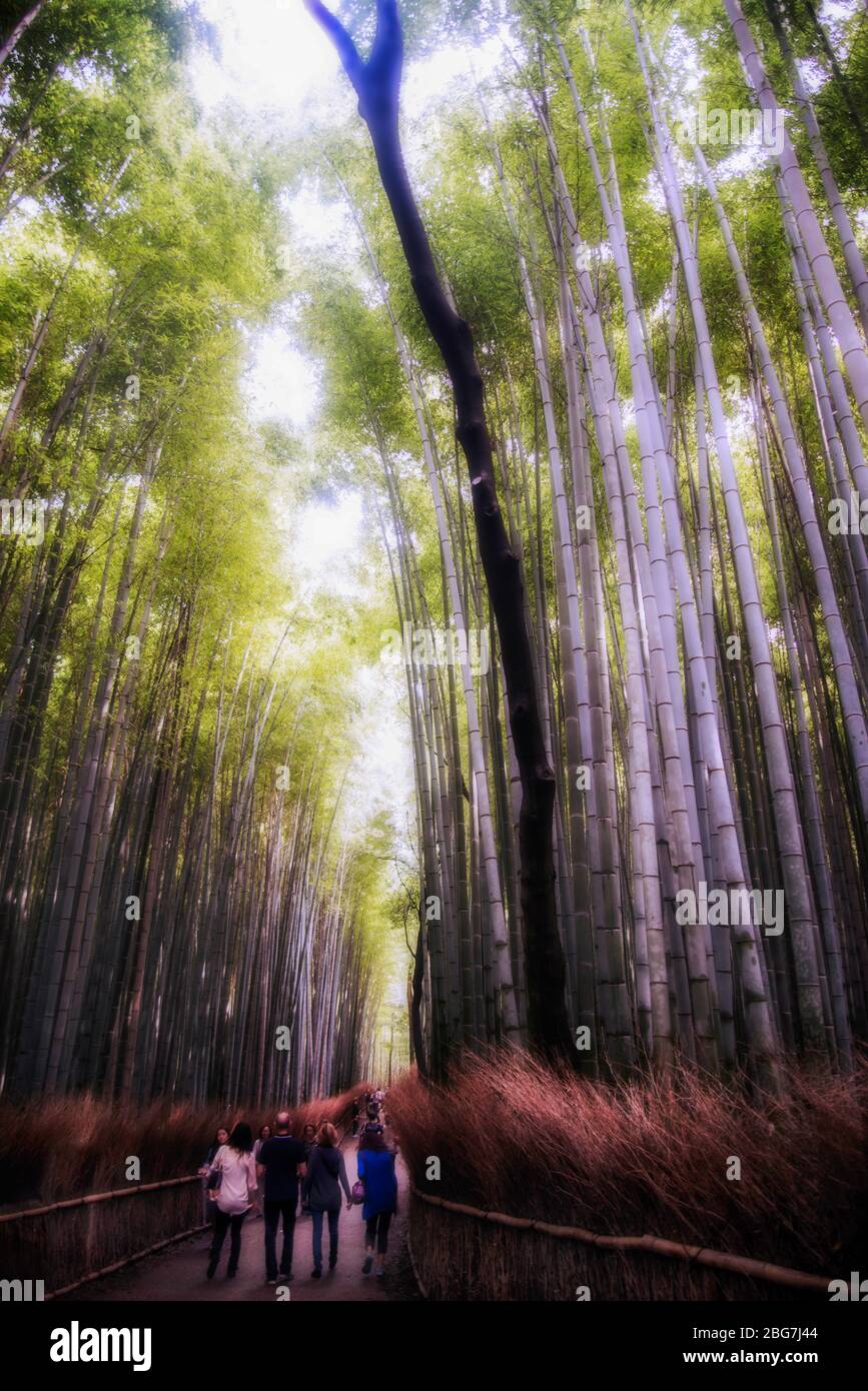 Sagano hi-res stock photography and images - Alamy