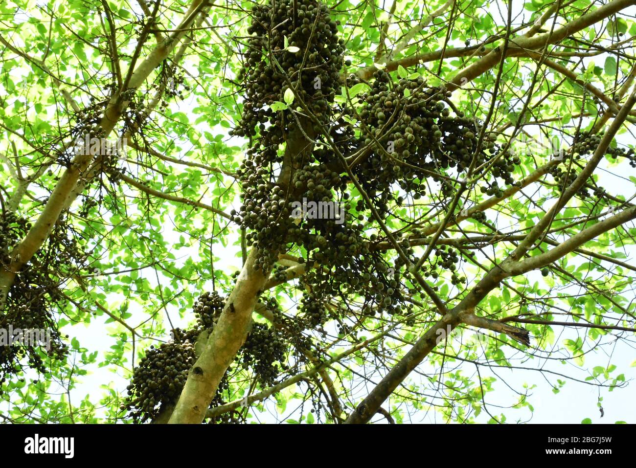 Tree dotted hi-res stock photography and images - Alamy