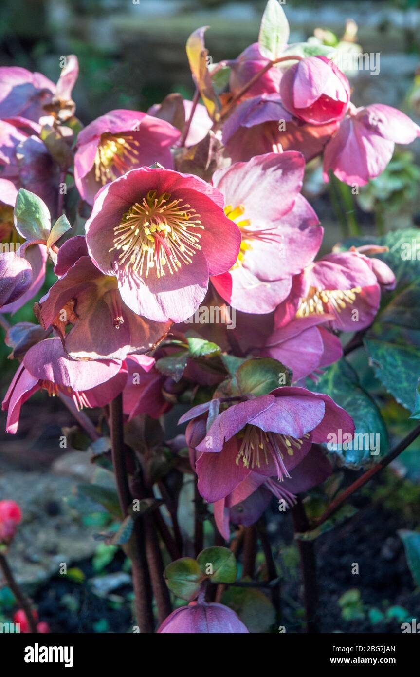 Hellebore penny's pink hi-res stock photography and images - Alamy
