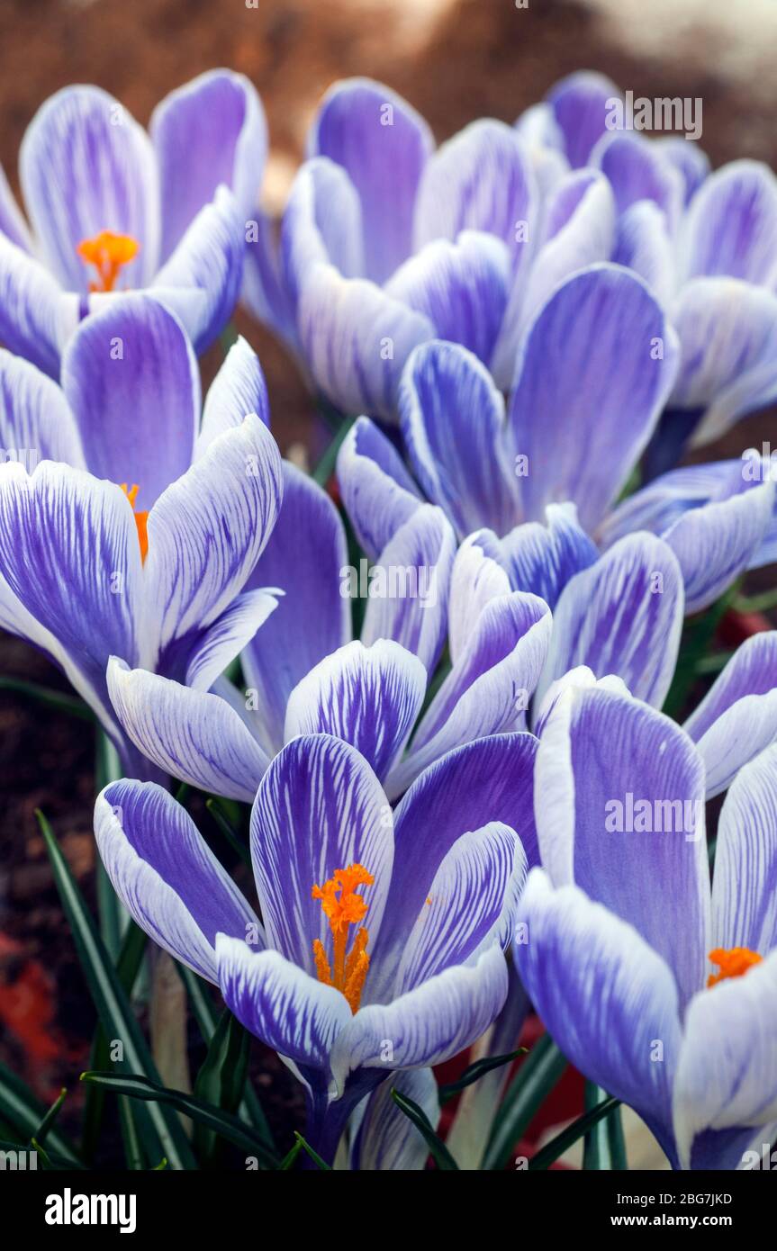 Close up of a group of Giant Crocus vernus King of the Striped showing ...