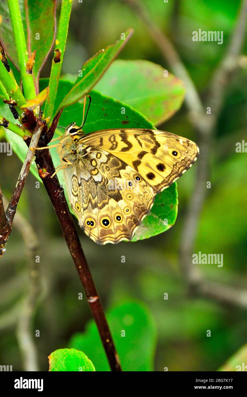 Satyr Butterfly High Resolution Stock Photography and Images - Alamy