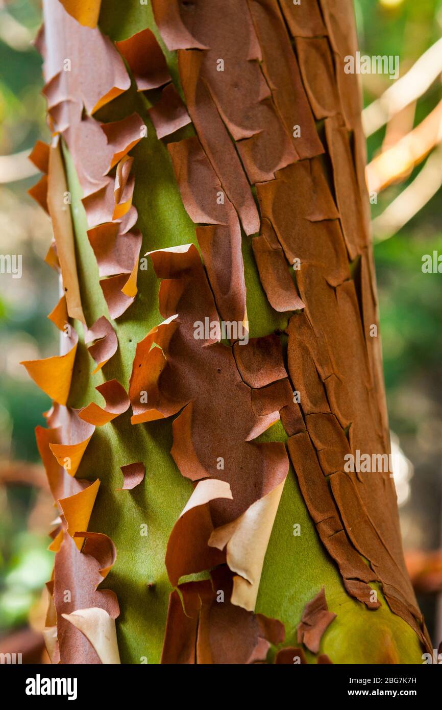 Closeup view of a Madrone tree on San Juan Island, Washington, USA ...