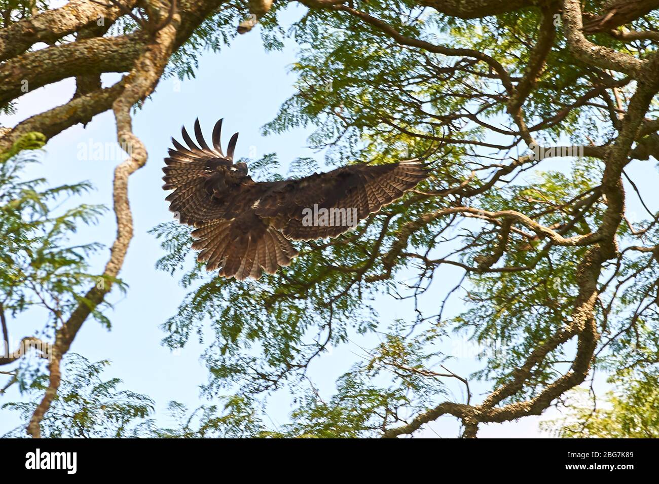 An Augur Buzzard landing in a Jacaranda tree Stock Photo - Alamy