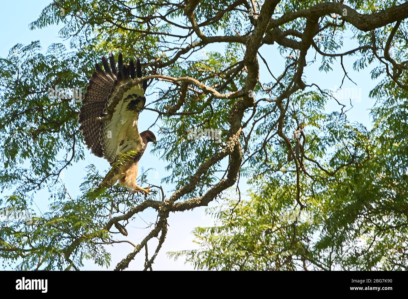 An Augur Buzzard landing in a Jacaranda tree Stock Photo - Alamy