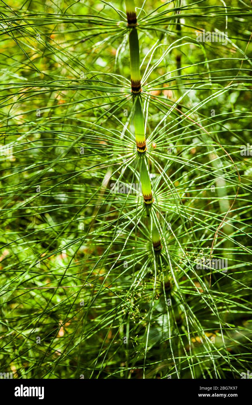 A closeup view of the plant called Horsetail, San Juan Island ...