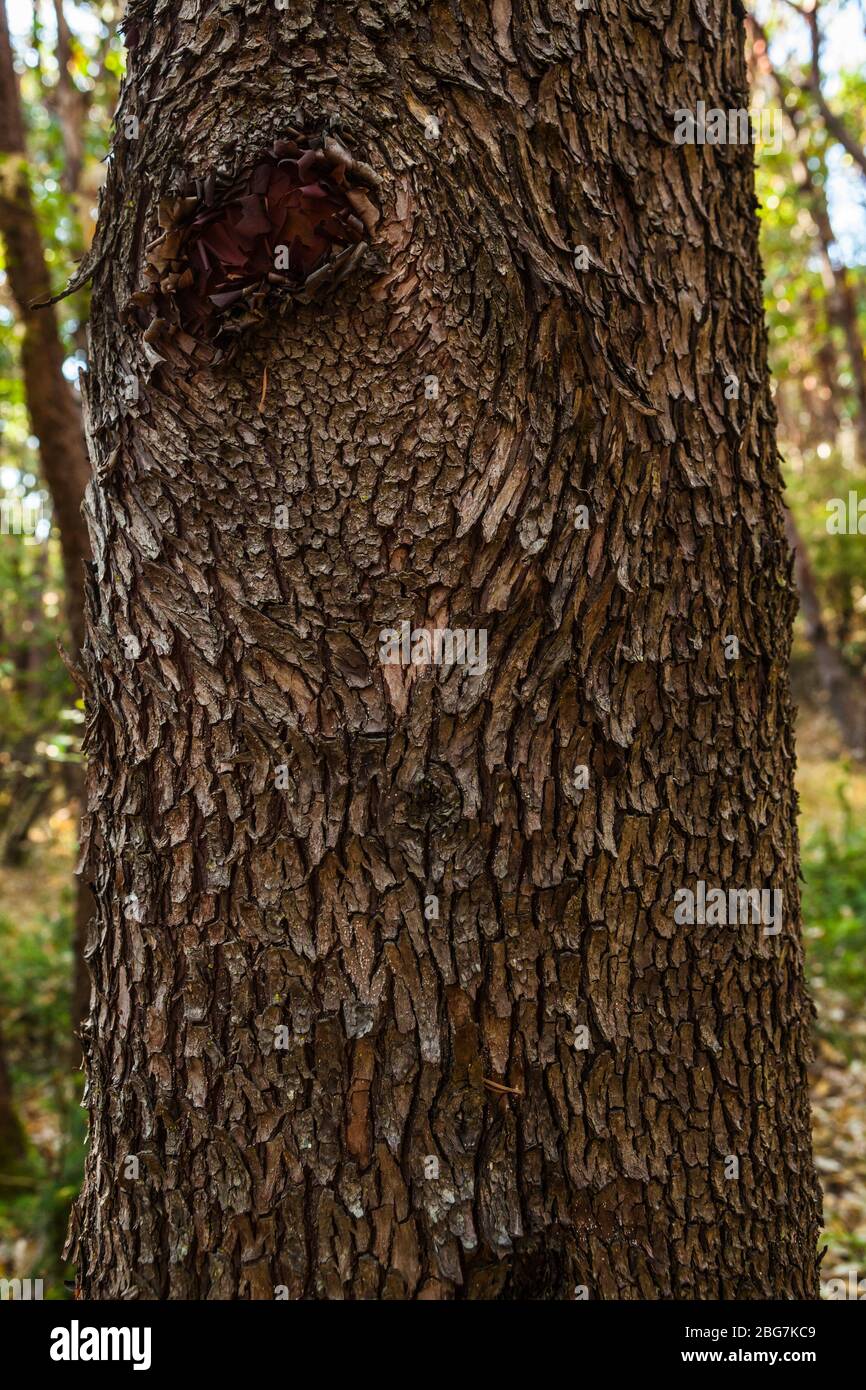 Madrone tree hi-res stock photography and images - Alamy