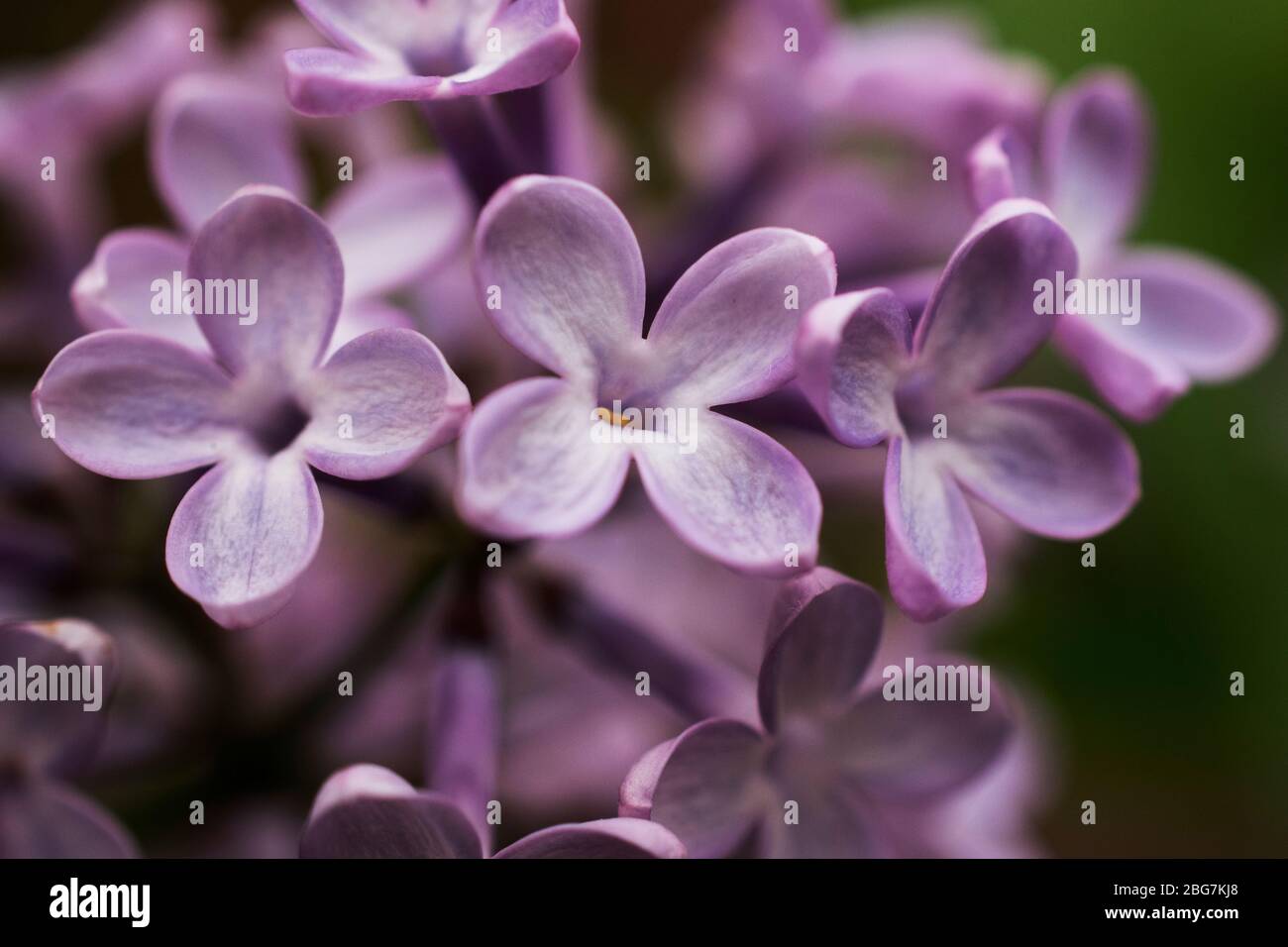Purple lilacs hi-res stock photography and images - Alamy