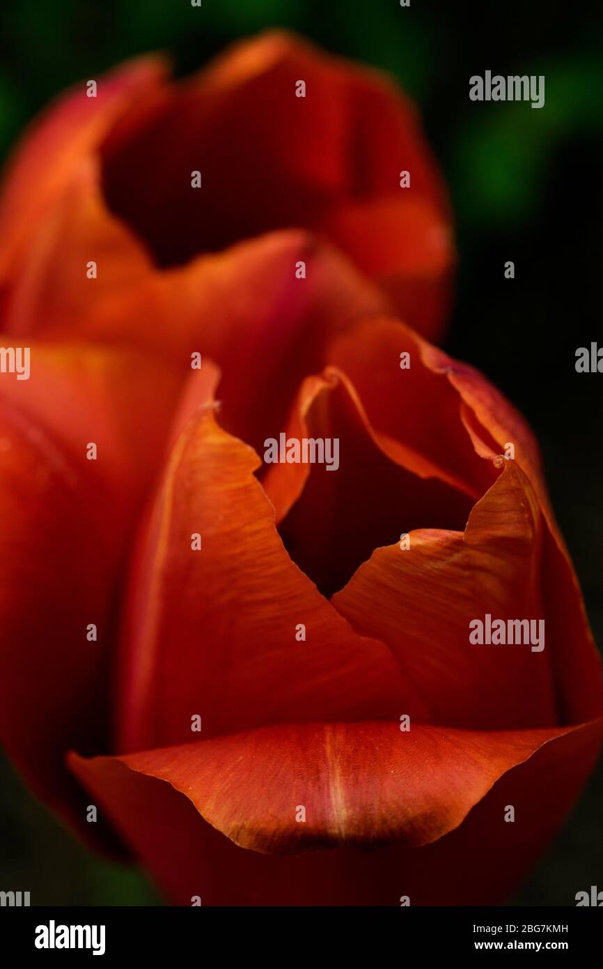 Real life tulips hi-res stock photography and images - Alamy