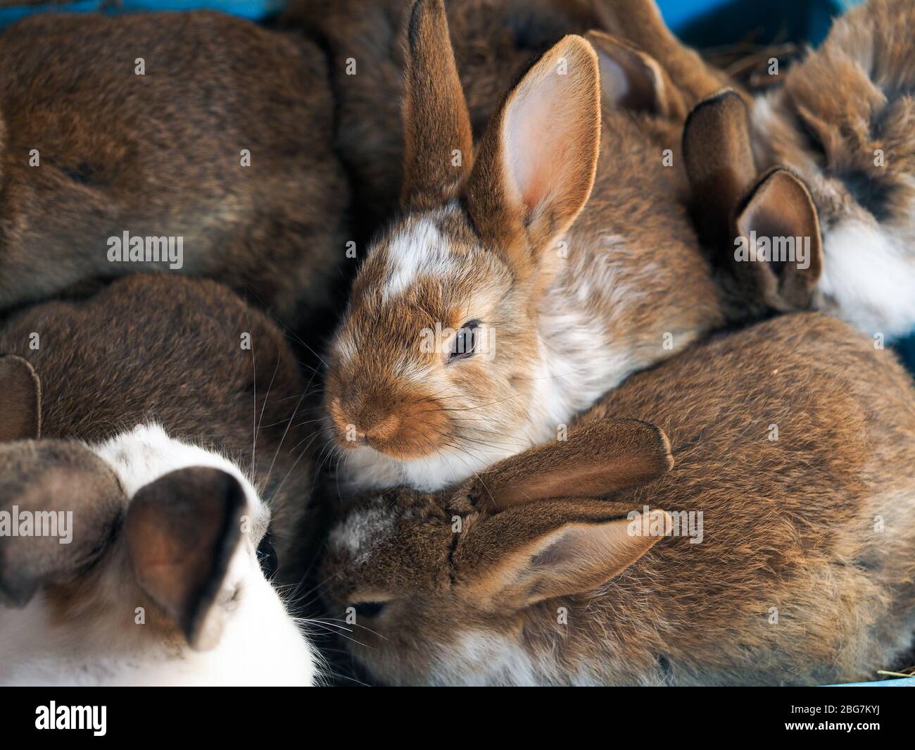 Content farms hi-res stock photography and images - Alamy