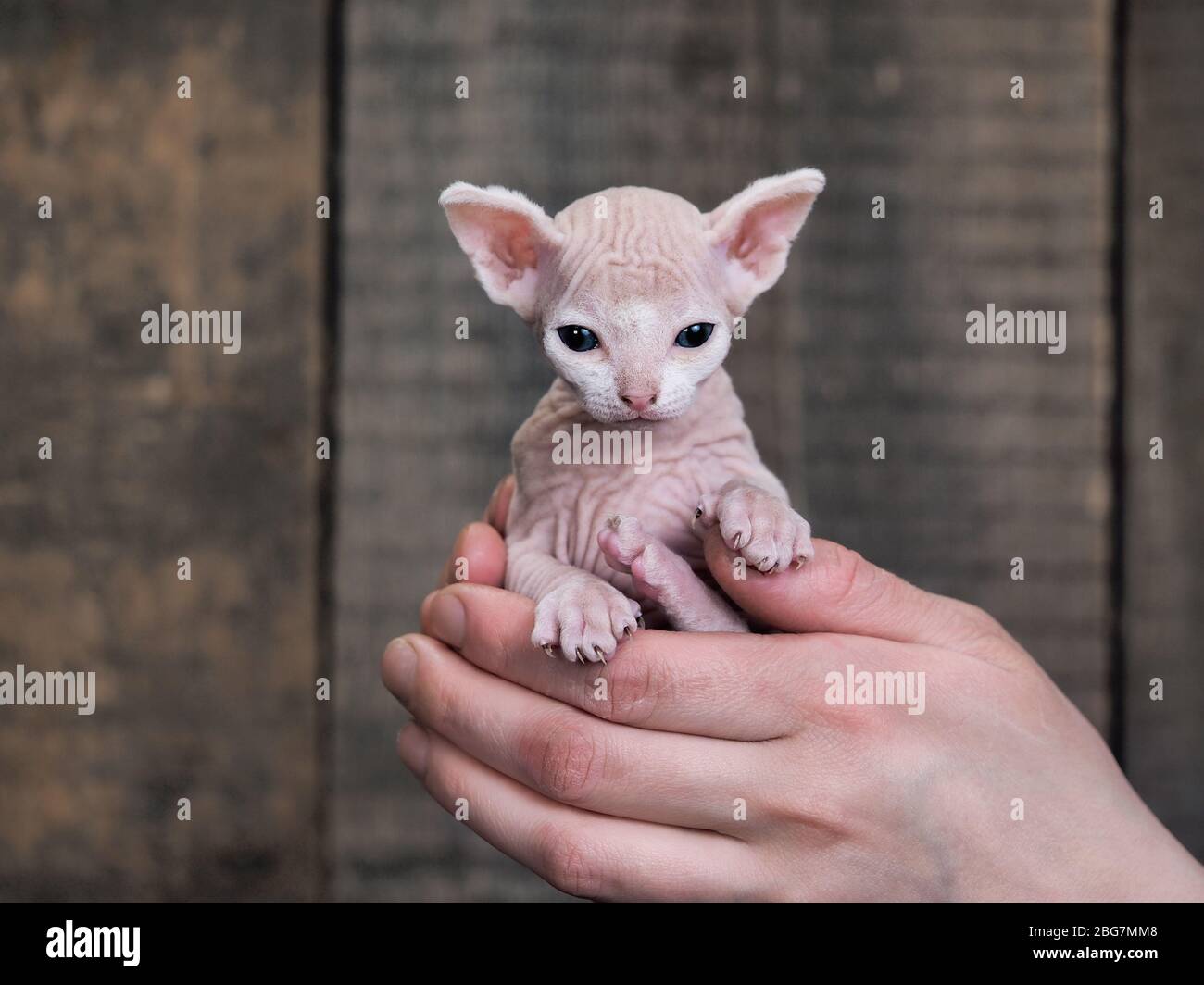 A small bald kitten in the hands of a man Stock Photo - Alamy