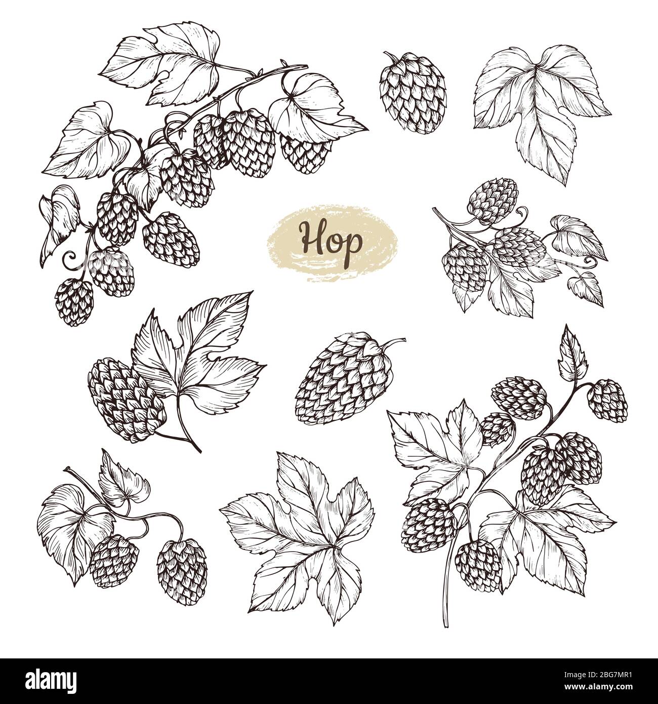Hop plant branch with leaves and lump of hops in engraving style. Beer ...