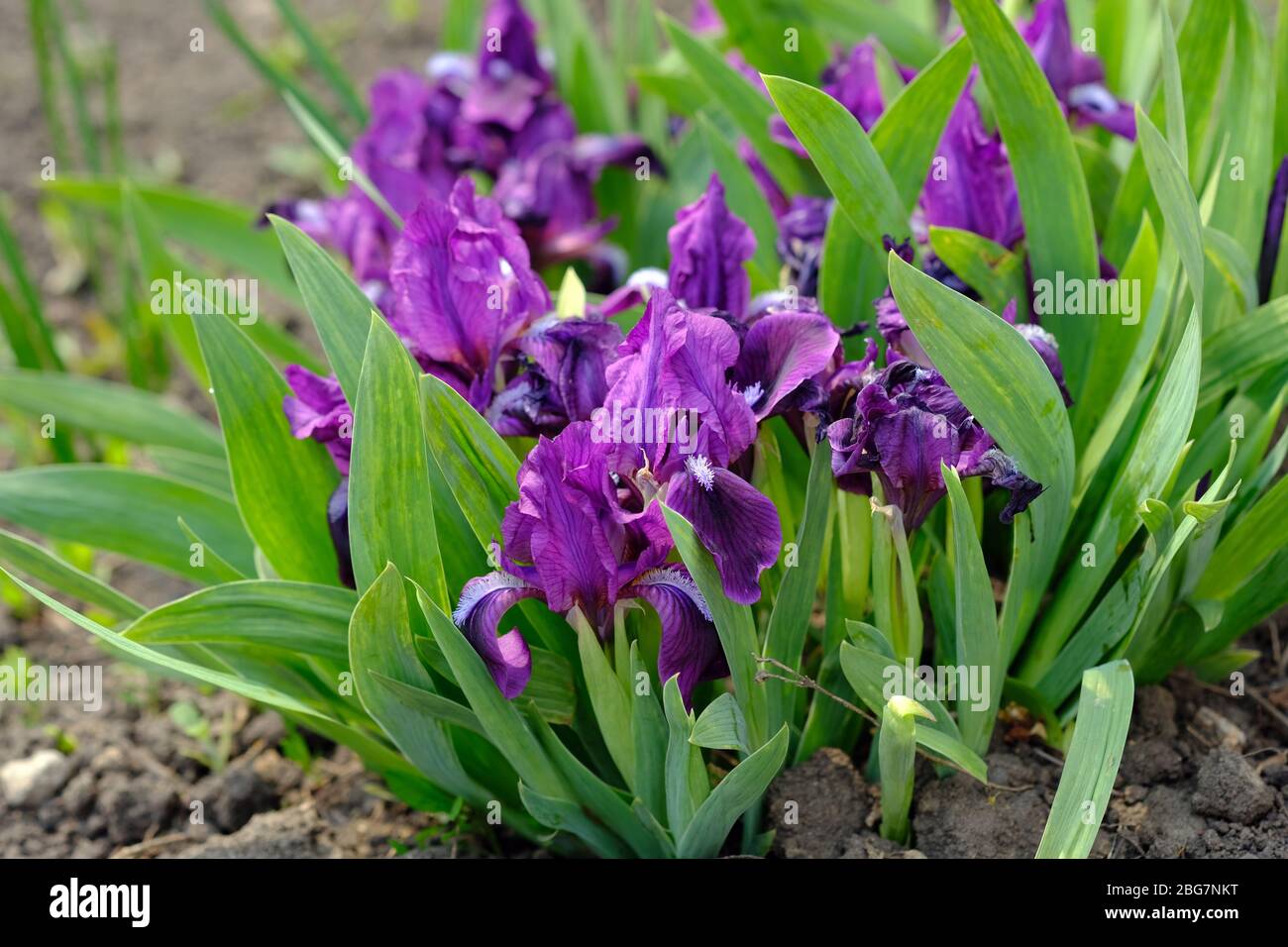 Small purple irises in the flowerbed. Dwarf bearded irises in the ...
