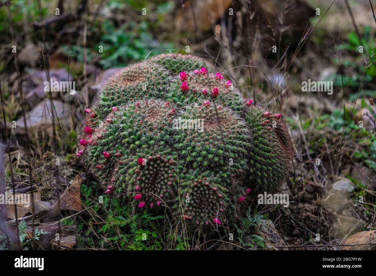 Biznaga or rainbow cactus in the Sierra Lampazos, Tepache Sonora ...