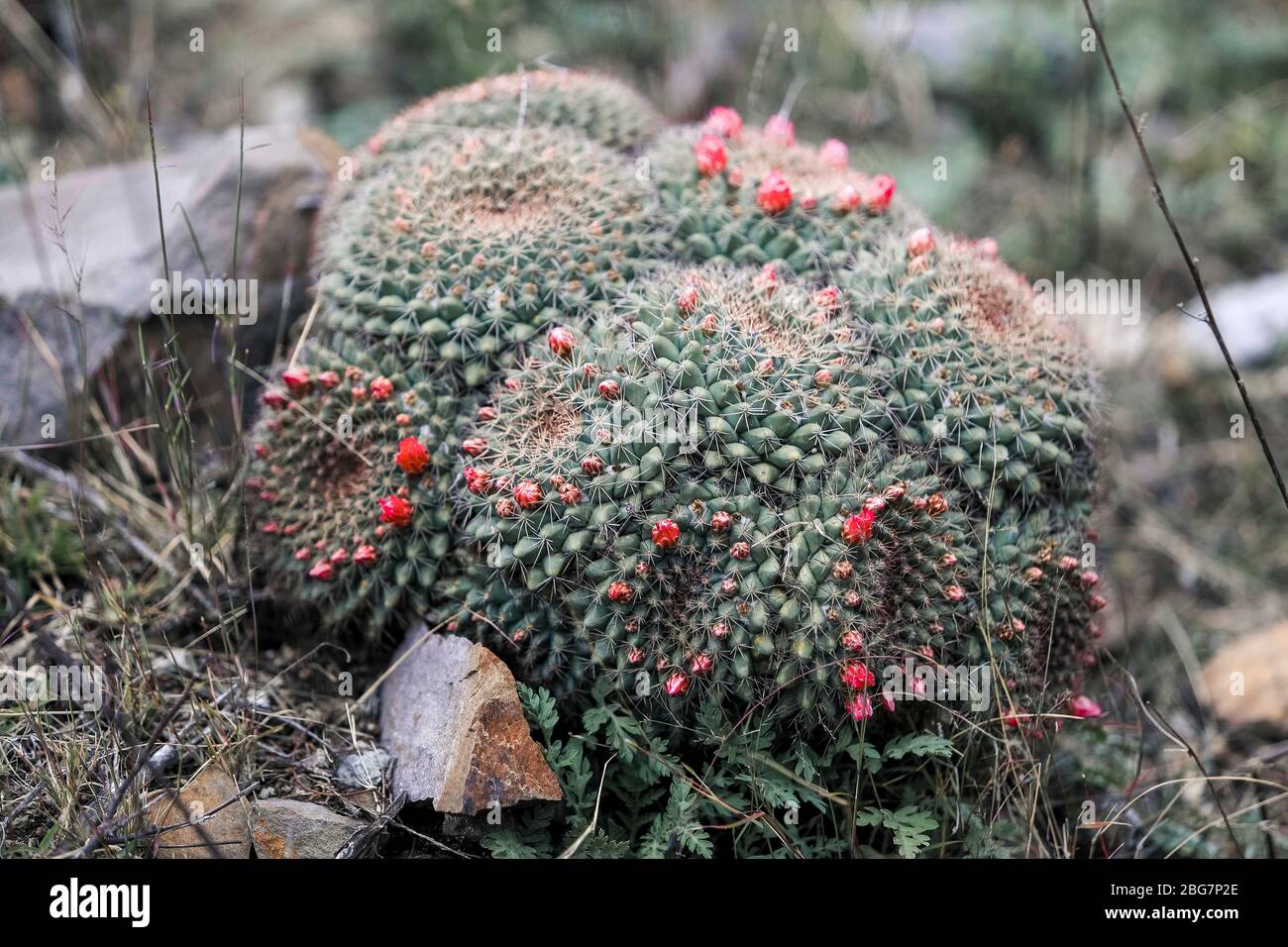 Biznaga or rainbow cactus in the Sierra Lampazos, Tepache Sonora ...