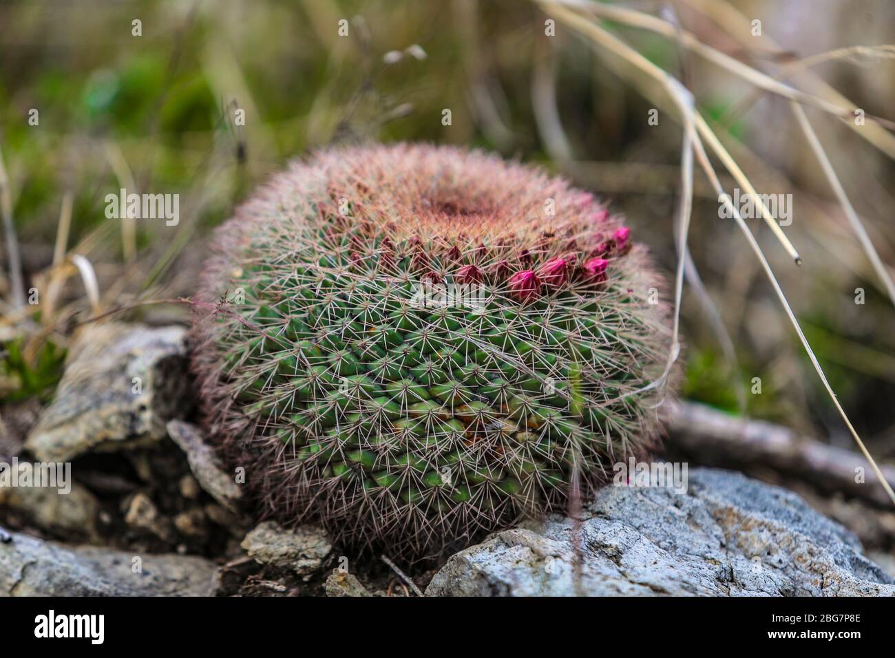 Biznaga or rainbow cactus in the Sierra Lampazos, Tepache Sonora ...