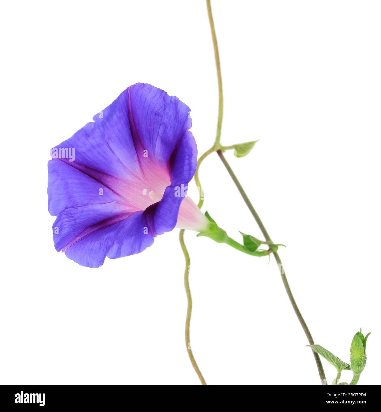 Blue convolvulus (bindweed) flower, isolated on white Stock Photo - Alamy