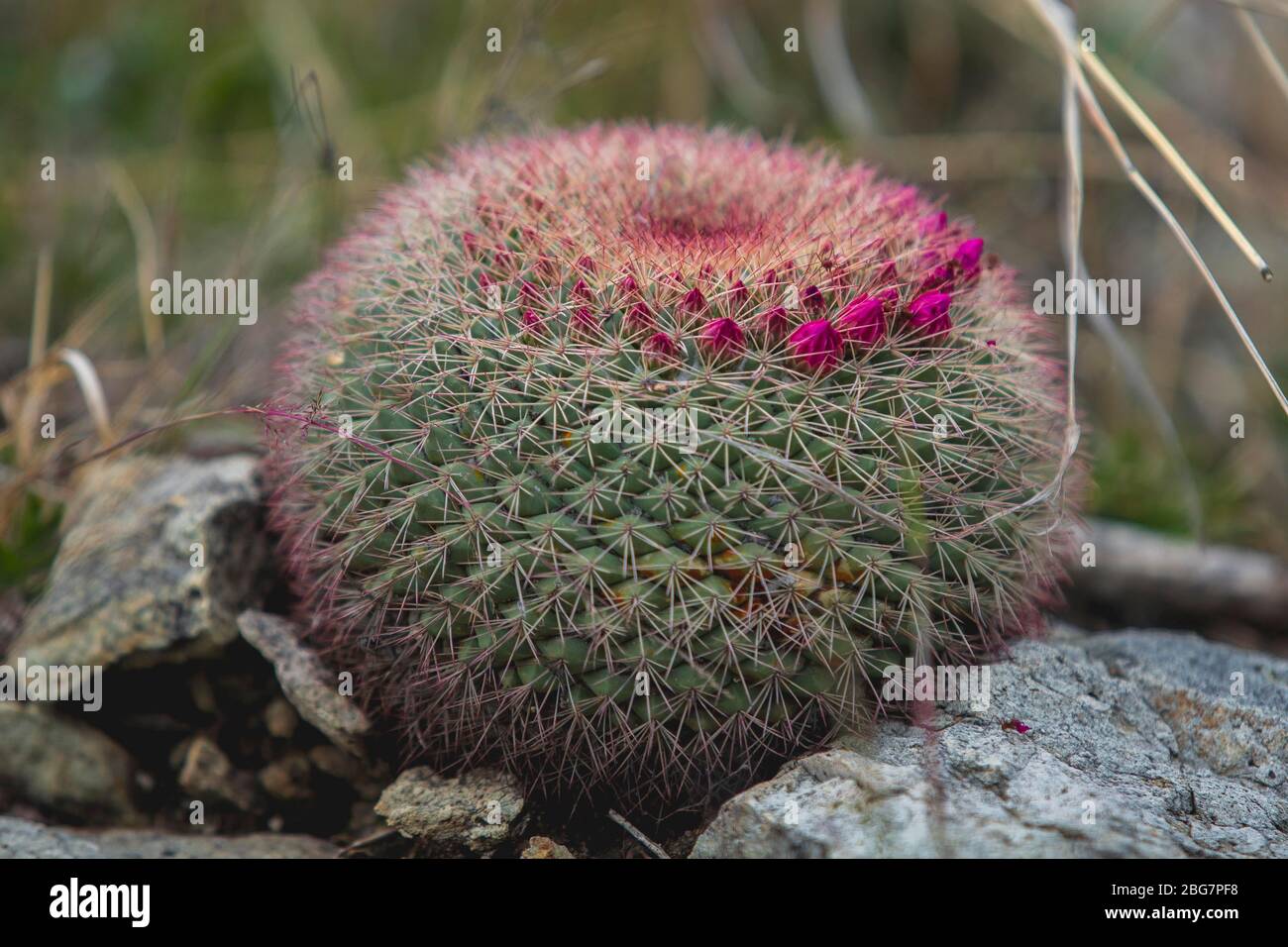 Biznaga or rainbow cactus in the Sierra Lampazos, Tepache Sonora ...