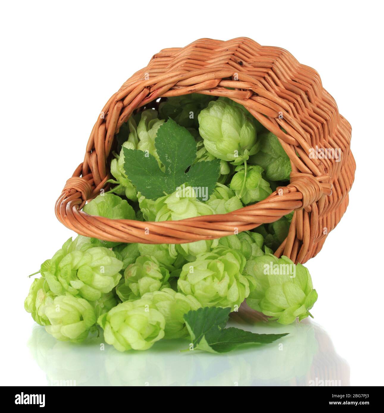 Fresh green hops in wicker basket, isolated on white Stock Photo - Alamy