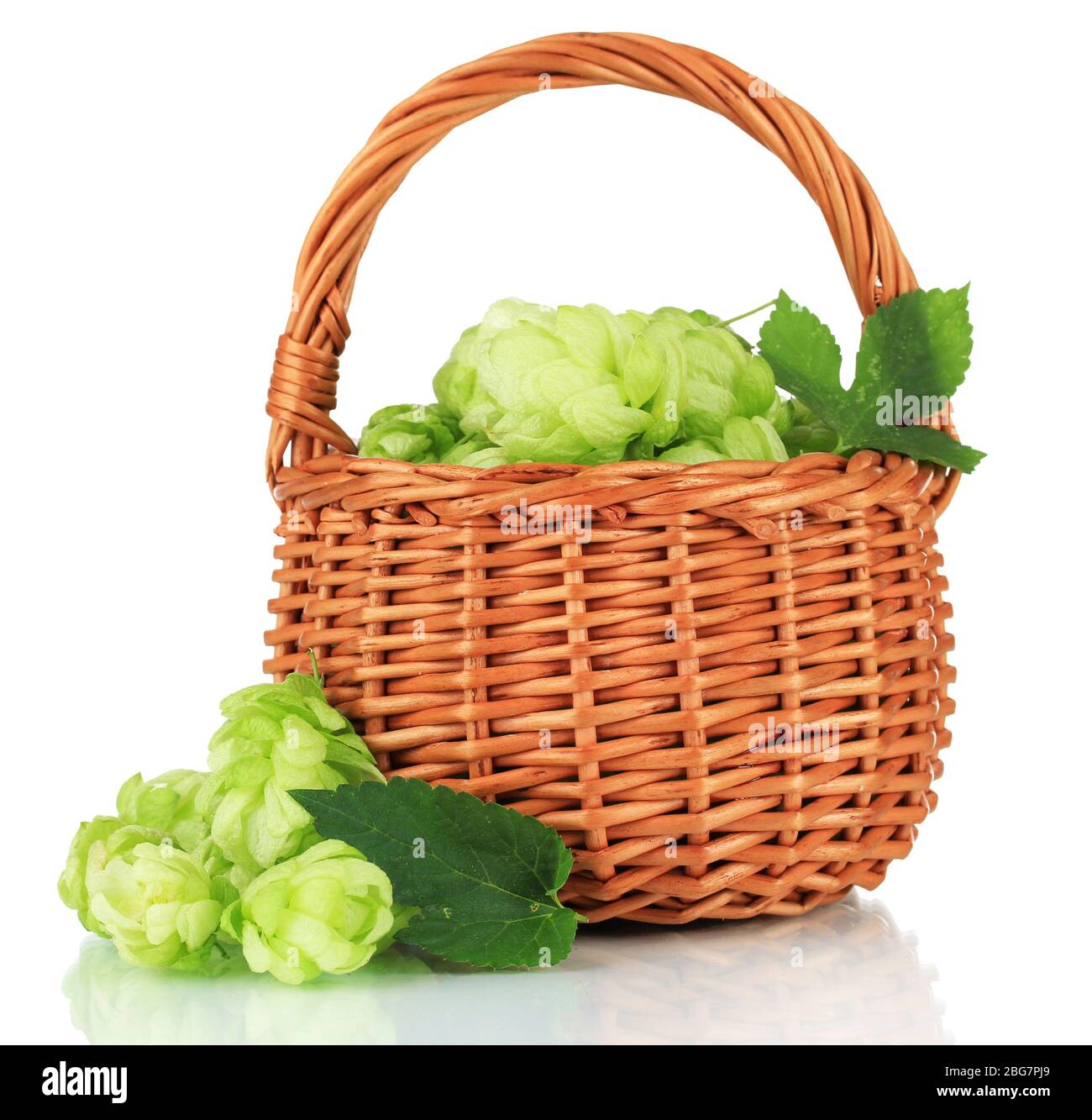 Fresh green hops in wicker basket, isolated on white Stock Photo - Alamy