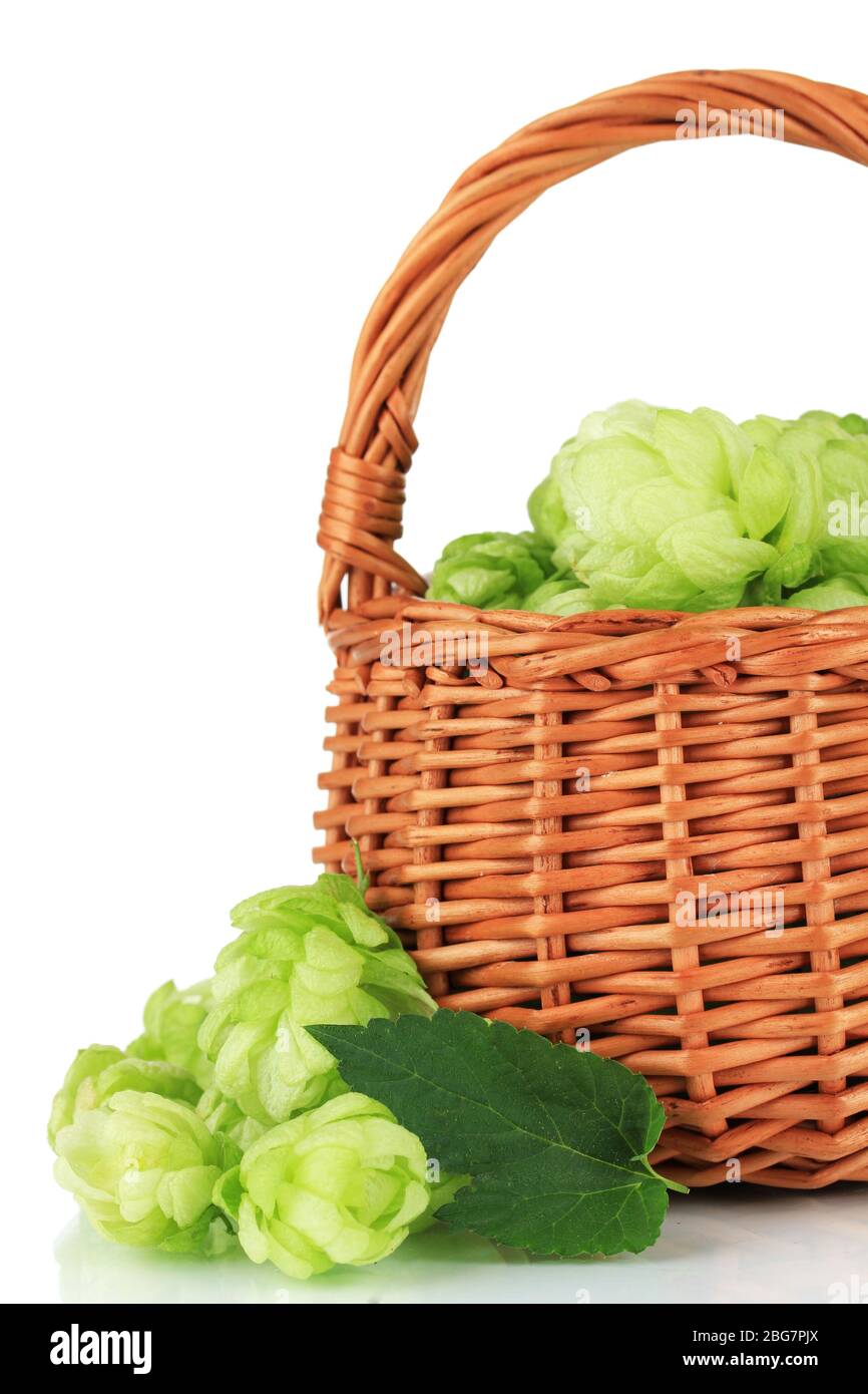 Fresh green hops in wicker basket, isolated on white Stock Photo - Alamy