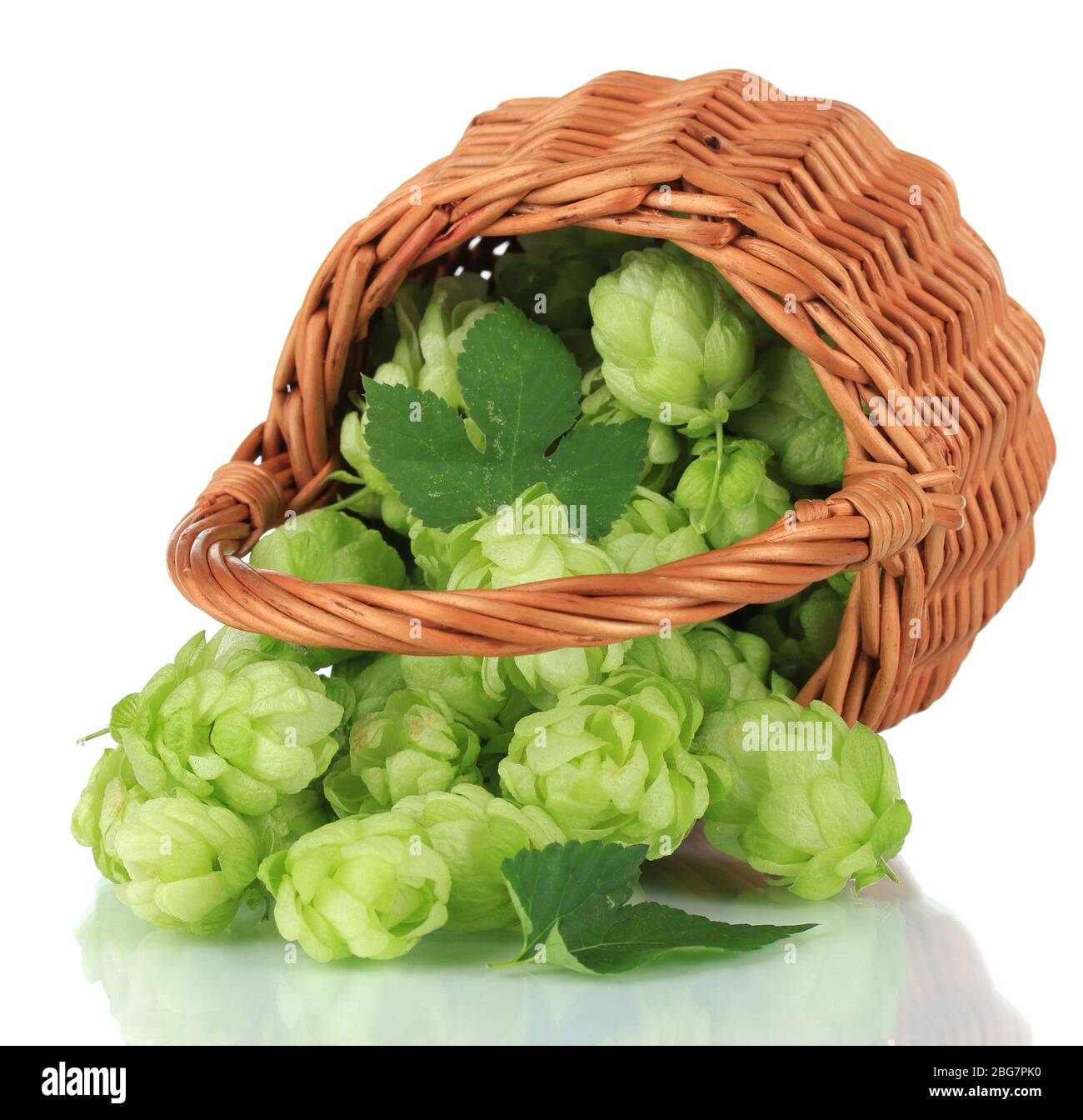 Fresh green hops in wicker basket, isolated on white Stock Photo - Alamy