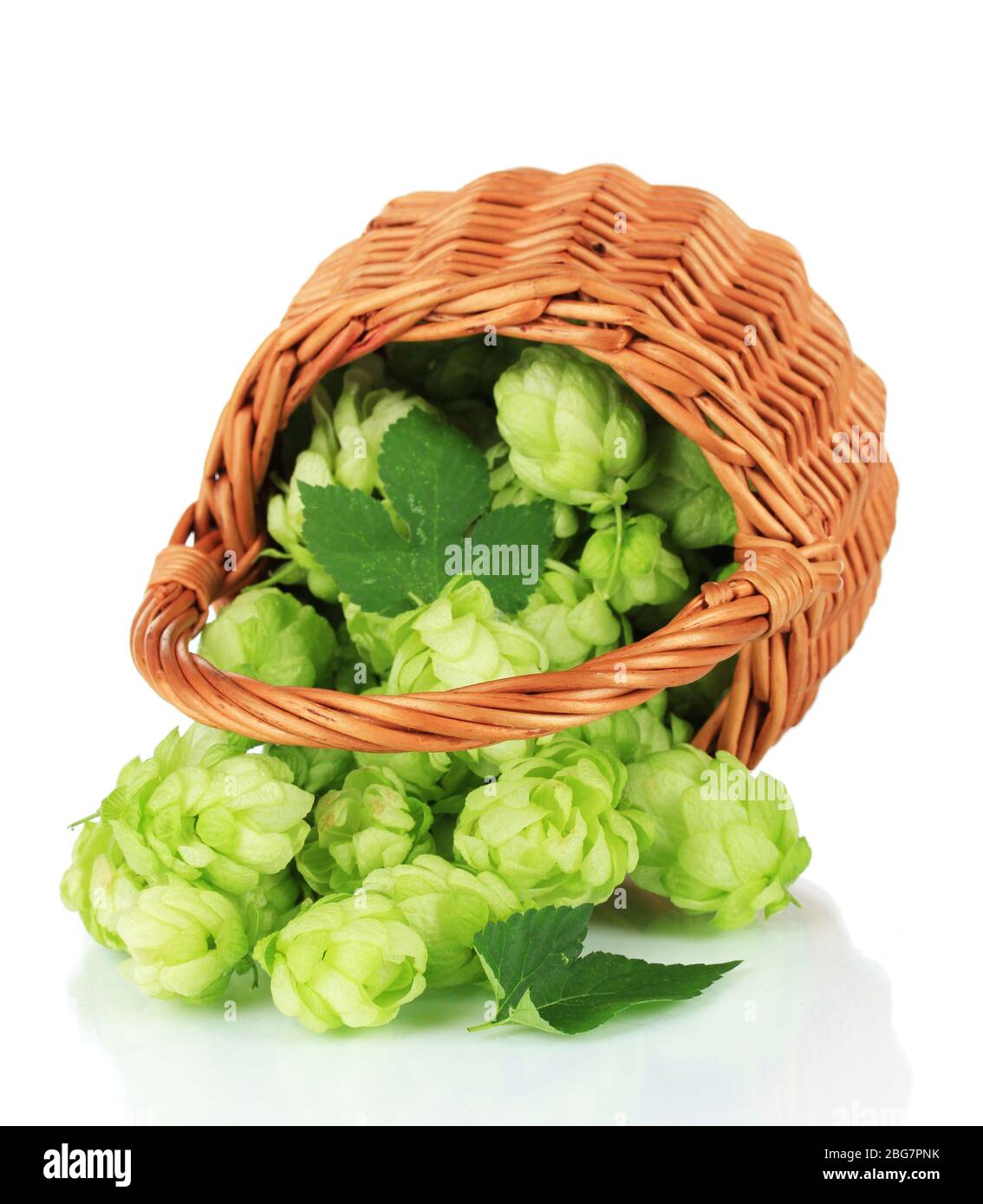 Fresh green hops in wicker basket, isolated on white Stock Photo - Alamy