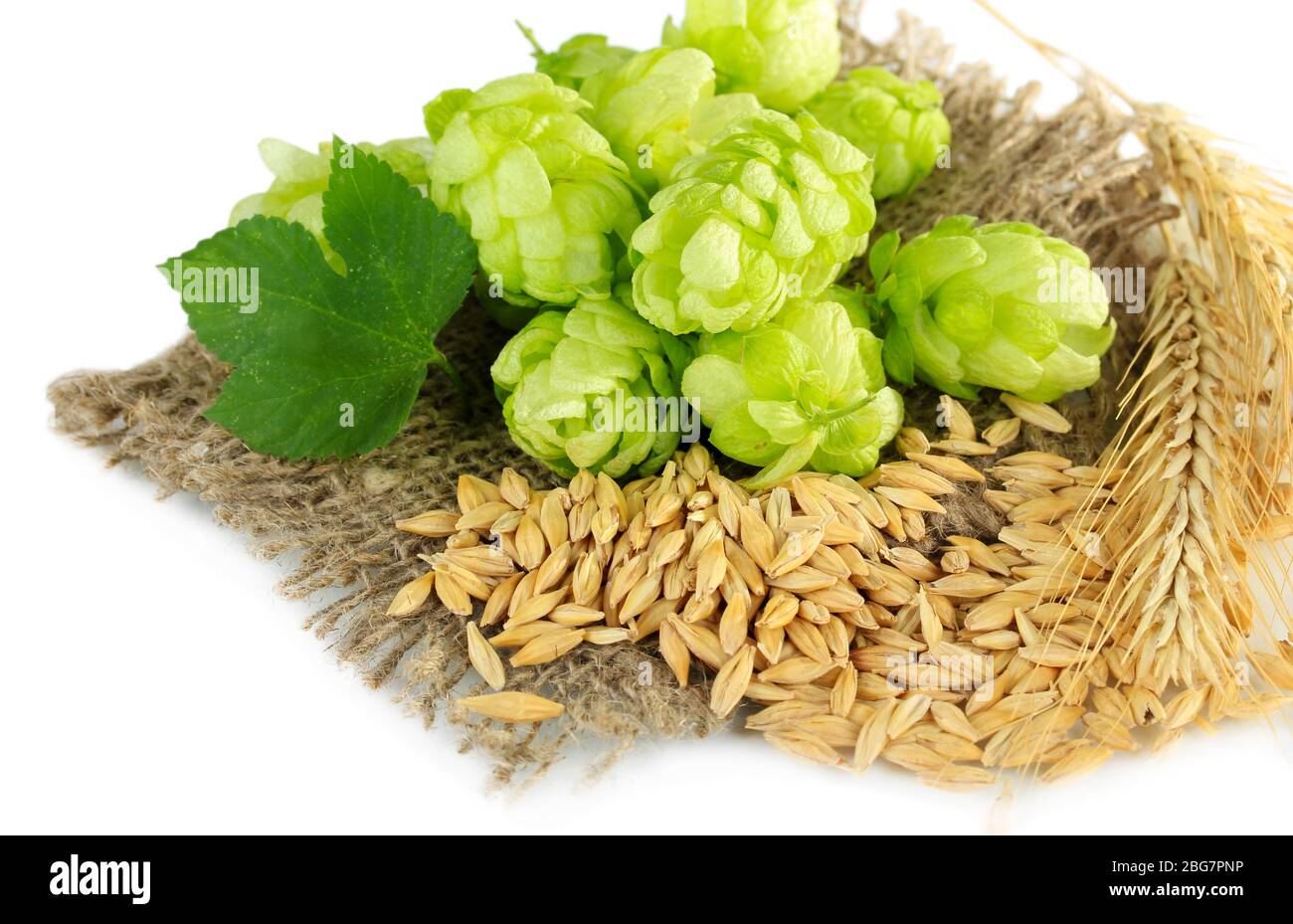 Fresh green hops and barley, isolated on white Stock Photo - Alamy