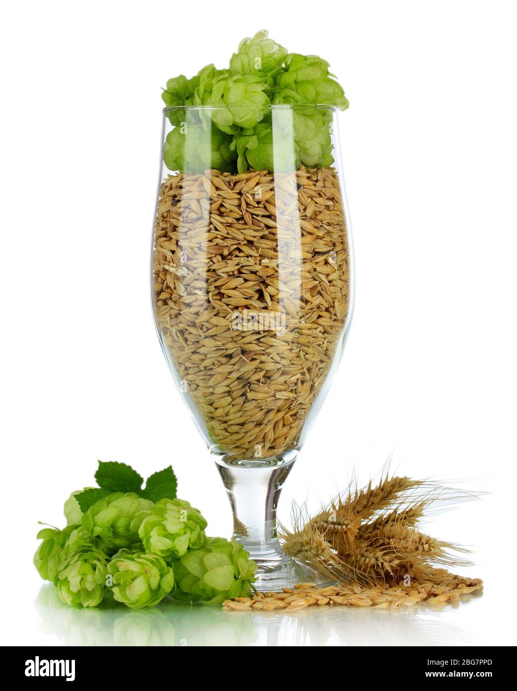 Glass of fresh green hops and barley, isolated on white Stock Photo - Alamy