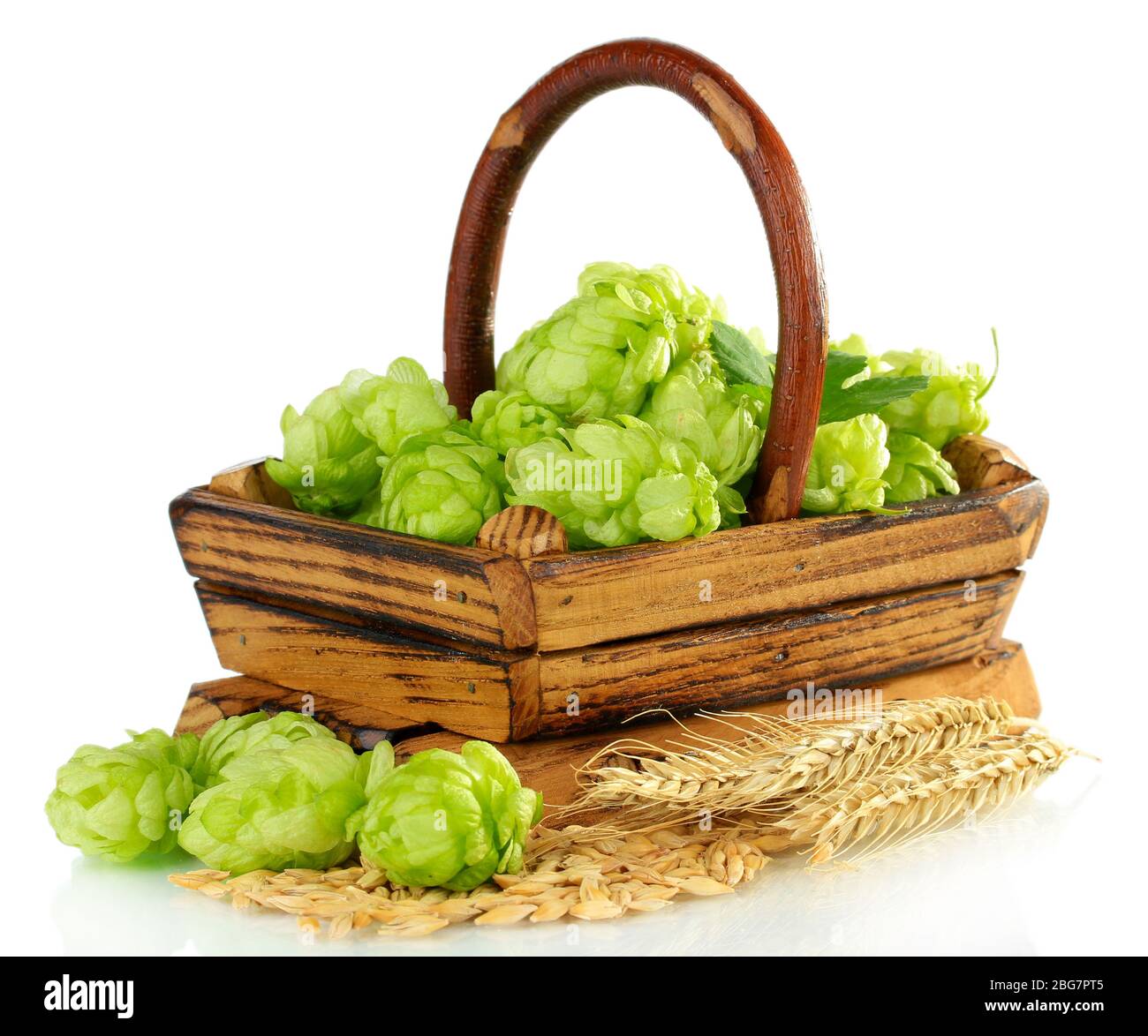 Fresh green hops in wooden basket and barley, isolated on white Stock ...